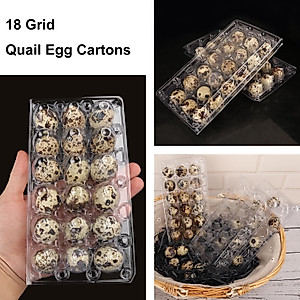 110 Pack Quail Egg Cartons, Clear Plastic Quail Egg Trays, Holds up to 18 Quail Eggs Securely - Your Ultimate Small Eggs Carton Holders for Bulk Storage and Display by KUKLIPJIM