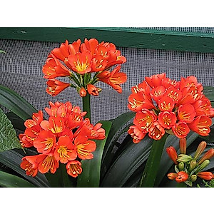 Peter's 20-20-20. 2 Pounds. General Purpose Water Soluble Fertilizer with Micro Nutrients.