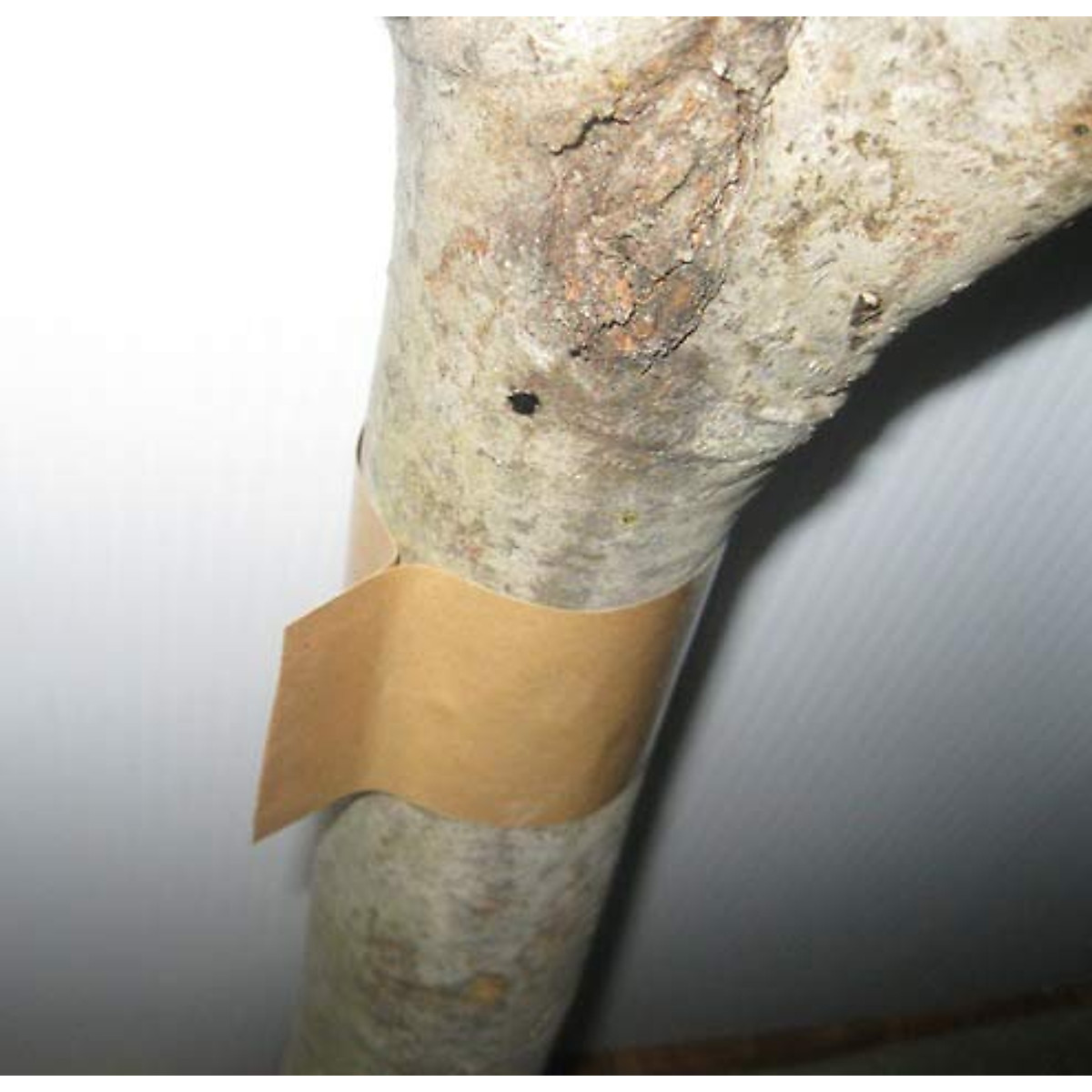 Slippery Barrier Tape. Gypsy Mothe/Sponge Moth Tent, Walnut Caterpillar,/ Cankerworm/Bark Scorpion / + / 30 ft roll