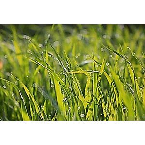 Winter Rye Grass Seed Grass Seed Fall Mix Ryegrass Seeds For Lawn No Till Food Plot Seed,Fall Cover Crop Seed Mix 10lbs by Old Cobblers Farm