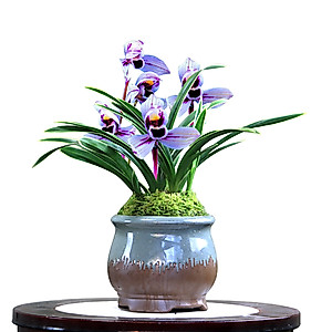 Indoor Plants, Orchids Plants Live—Exotic Easy Species, Gardening Gifts for Women, Easy to Grow&Bloom, NOT in-Bud/Bloom When Shipped (Purple Moon)