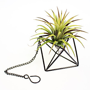 ZOOELAY Air Plant Hanging Holders Black Airplants Hanging Cage Sets Wall Air Planters Hanger 6 Geometric Airferns Indoor Display Frame