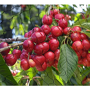 Unves Bird Netting, 13 x 33 Feet Reusable Heavy Duty Fruit Tree Netting with 50pcs Cable Ties, Garden Netting for Seedlings Plants Vegetables Protection from Birds and Animals Reusable Fencing