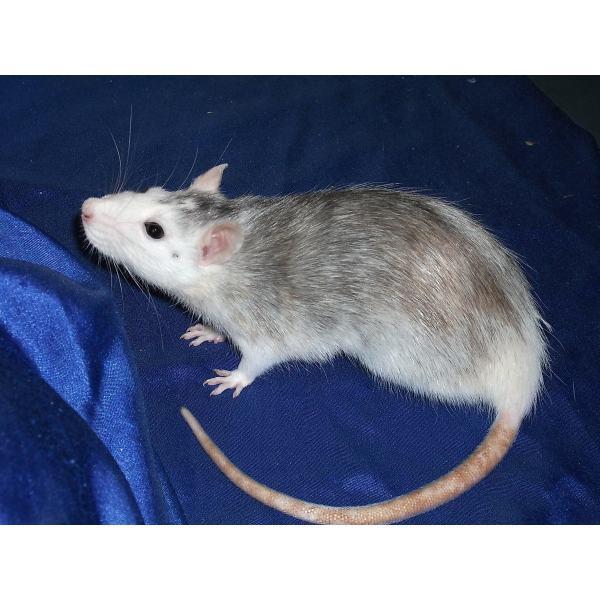 Harrier Hardware 12-Pack Rat Trap Bulk Set - Reliable Double Spring Mechanism with Sturdy Wood Base and Metal Plate for Indoor and Outdoor Quick Strong Snap