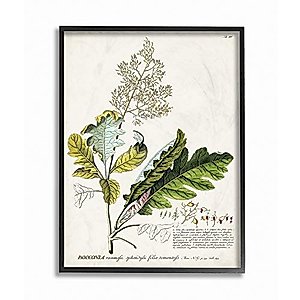 Stupell Industries Botanical Plant Illustration Leaves Vintage Design Black Framed Wall Art, Multi-Color, 16x20 (fap-211_fr_16x20)