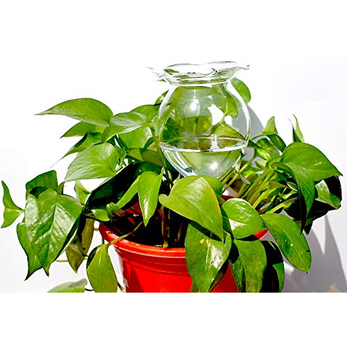 Adabocute Plant Waterer Self Watering Globes Self Watering Spikes, Hand Blown Clear Glass Plant Water Bulbs Devices for Indoor & Outdoor, Fill from Top, 2 Flower Shape