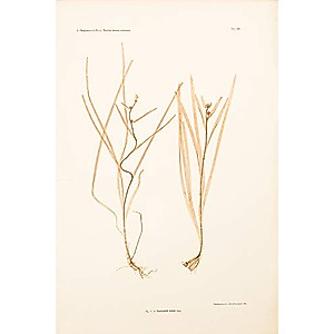 Sparganium natans