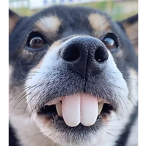 Fake Teeth for Dogs, Funny Dog Teeth Braces, Dog Christmas Costume Suitable Dog Chew Toys