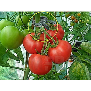 Ram-Pro 40 Piece Green Gentle Gardening Plant & Flower Lever Loop Gripper Clips, Tool for Supporting or Straightening Plant Stems, Stalks, and Vines, Garden Clips