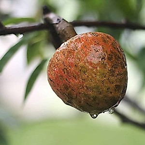 Red Custard Apple Tree Seeds Annona Reticulata Tropical Fruit Tree Delicious and Sweet Fruit Attract Bees Culinary Uses Gardens Outdoor 10Pcs Fruit Tree Seeds by YEGAOL Garden