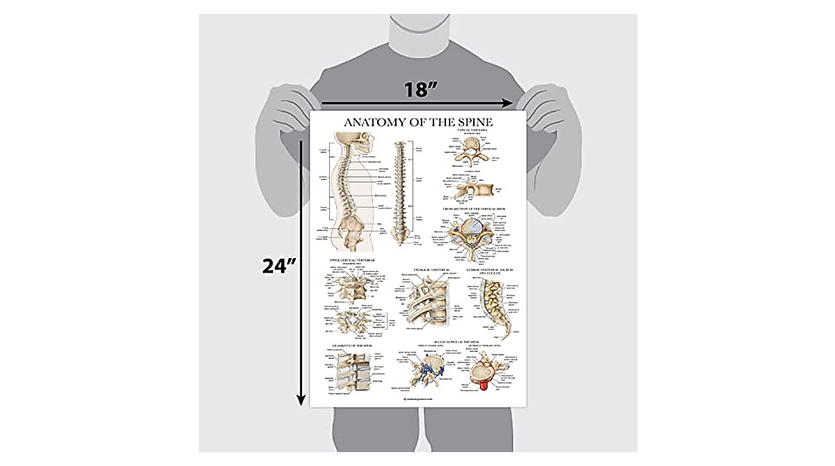 Anatomy & Disorders of the Spine Poster Set