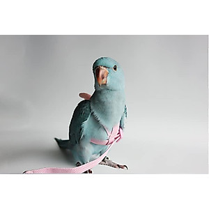 Pet Parrot Bird Harness Leash Adjustable Bird Flying Harness Traction Rope with Cute for Parrots Budgerigar Lovebird Cockatiel Mynah Outdoor Training Toy (Quaker/Sun Conure,Pink)