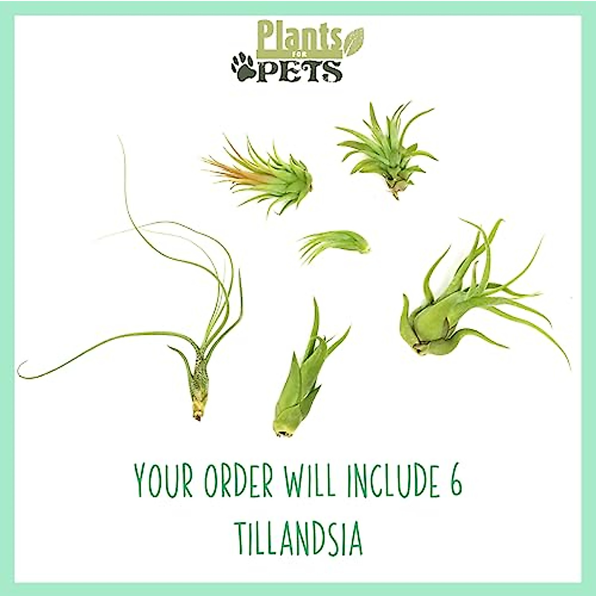 Tillandsia Air Plants Live Indoor Plants (6PK), Airplants Variety Live Plant Kit, Tropical Plants Live Houseplants, Air Plant Live Succulents Plants Live Plants Indoor House Plants by Plants for Pets