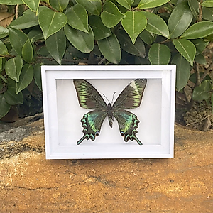 CXUEMH 2 Pcs Framed Butterfly Real Butterfly Specimens Taxidermy Butterfly in Frame Insect Collection Home & Office Desktop Decor Craft Gift for Men Women (Color A)