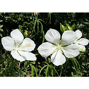 Hibiscus coccineus Alba | White & Texas Star | Rose Mallow | 10_Seeds