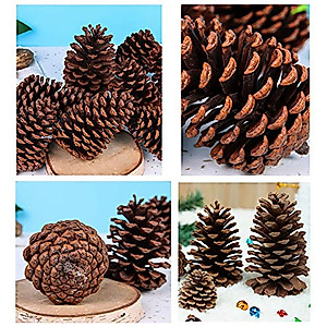 Pine Cones 3.5" to 4.7" Tall Christmas PineCones Giant Large Natural Pinecones for Home Accent Decor, 4 PCS, Bug Free (Large PineCones)