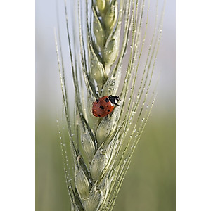 Posterazzi Close up of a ladybug (coccinellidae) on the head of green wheat with dew dropsAlberta canada Poster Print, (12 x 18)