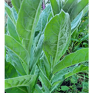 1000 Great Mullein Seeds (Verbascum Thapsus)