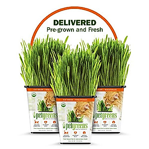 100% Certified Organic Fresh Cat Grass 3-Pack. Natural Cat Treat