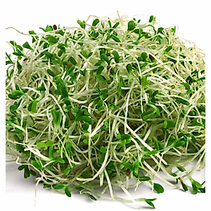 Todd’s Seeds - Alfalfa Sprouting Seeds - Easy to Grow Bulk Alfalfa Seeds - Fast Growing Seeds with High Sprout Germination (1/4 Pound)