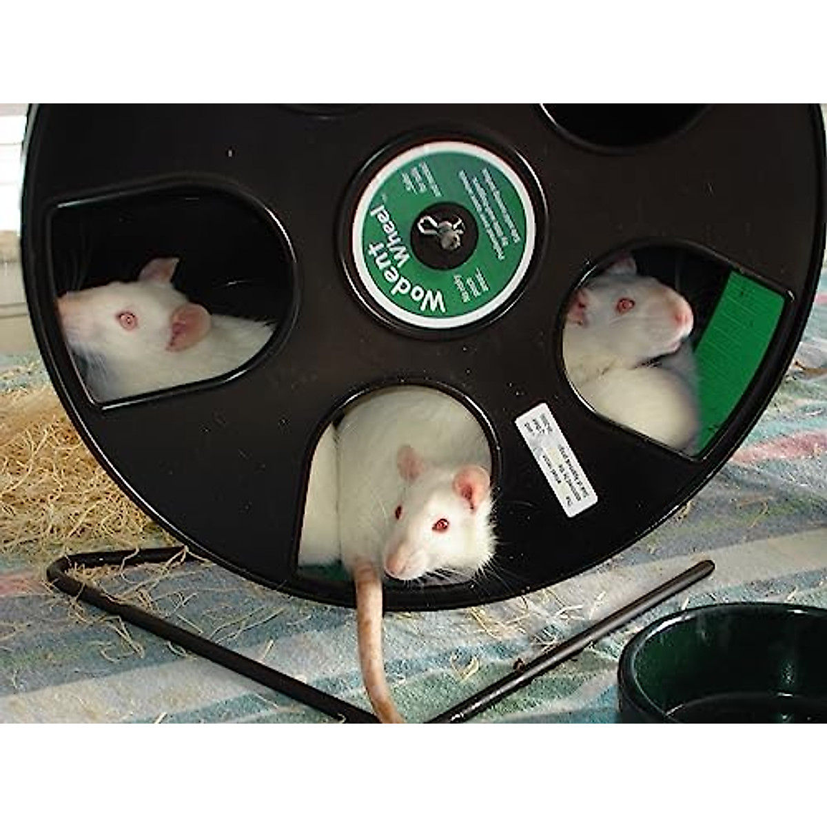 Wodent Wheel 11 Inch & Tail Shield - Running Wheel for Small Pets Bundled with Critter Pops Treats