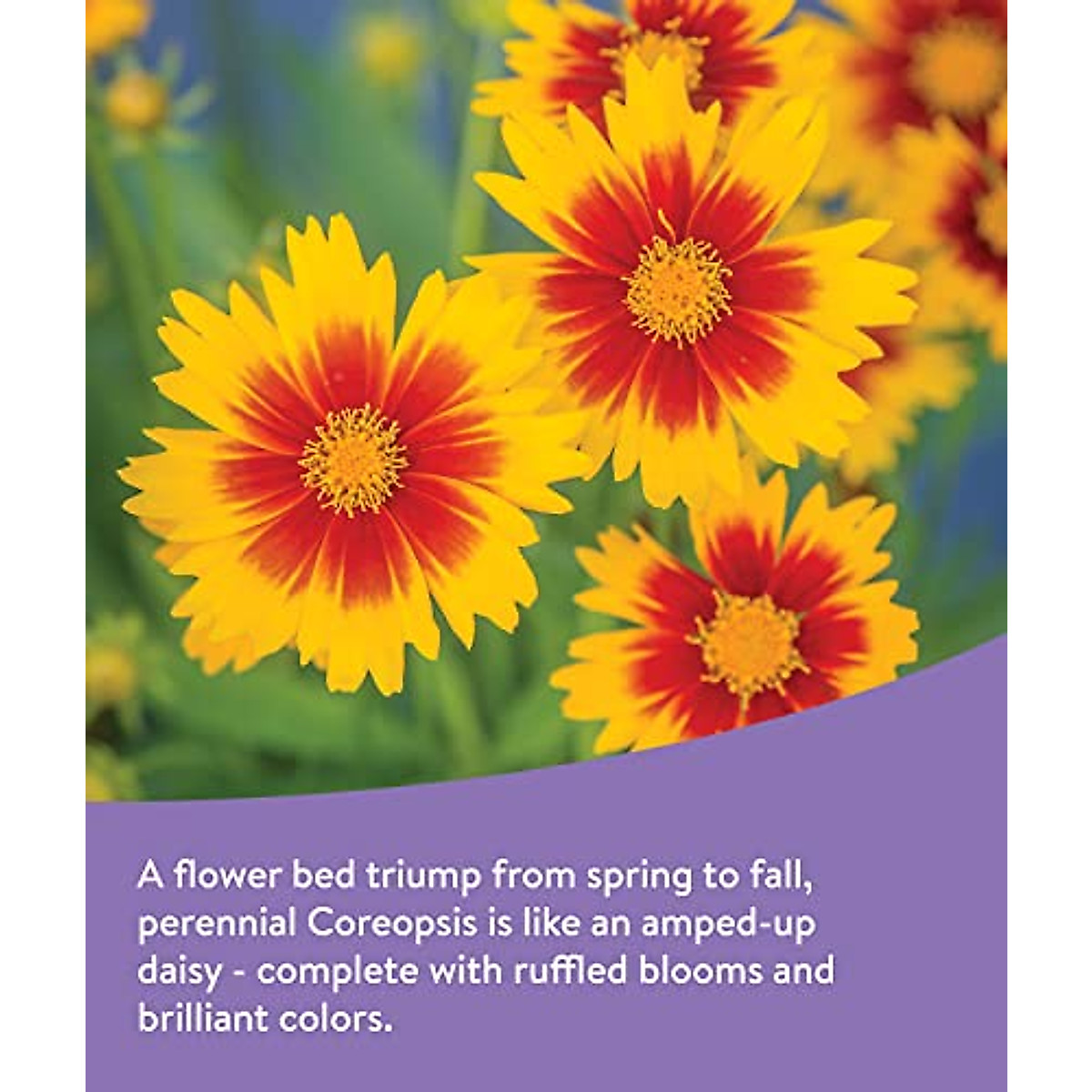 Burpee Wildflower 50,000 Bulk, 1 Bag | 18 Varieties of Non-GMO Flower Seeds Pollinator Garden, Perennial Mix
