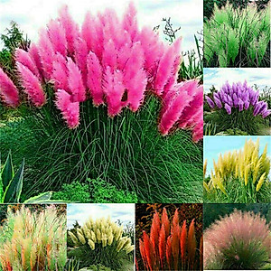 100+ Pcs Pampas Mix Color Grass Seeds Cortaderia selloana Seeds Rare Plants Decor Garden