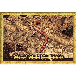 Insectsales.com Live Giant Gold Millipede Educational & Fun (Orthroporus ornatus)