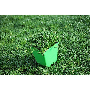 Perennial Farm Marketplace Delosperma 'Fire Spinner' (Ice Plant) Groundcover, 1 Quart, Bright Orange Petals with Purplish-Pink Centers