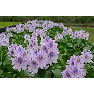 Floating Plants for Water Gardens and Ponds (Water Hyacinth)