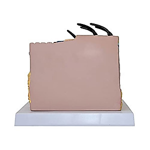 Anatomy Lab 70X Enlarged Human Skin Anatomical Model, Anatomy Model of Skin and Hair Follicles for Science Classroom Study Teaching Model