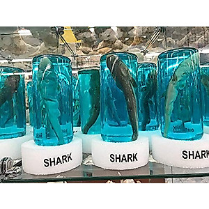 Real Shark in a Bottle Jar, Marine Specimen Taxidermy, Fishing, Jaws