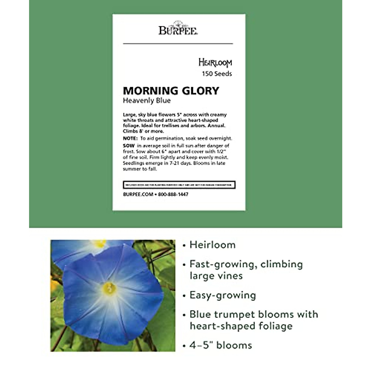 Burpee Heavenly Blue Morning Glory Seeds 150 seeds