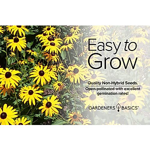 Black Eyed Susan Seeds for Planting - Rudbeckia Hirta Flower Seeds for Cut Flower Gardens Beautiful Yellow and Black Flowers to Grow in Your Garden by Gardeners Basics
