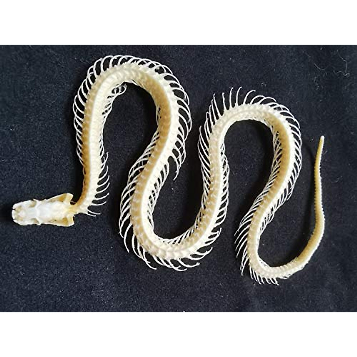 Real Snake Skeleton Animal Specimen in Science Classroom Specimens for Science Education