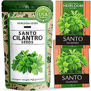 500+ Santo Cilantro Seeds for Planting Indoors or Outdoors - Non-GMO, Heirloom Herbs, Coriander Plant Seeds - Cilantro Herb Seeds for Your Indoor Herb Garden