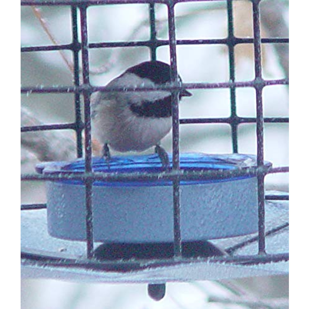 Erva Bluebird Feeder - Includes Meal Worm Cup - Designed to Keep Squirrels Out - Made in The USA
