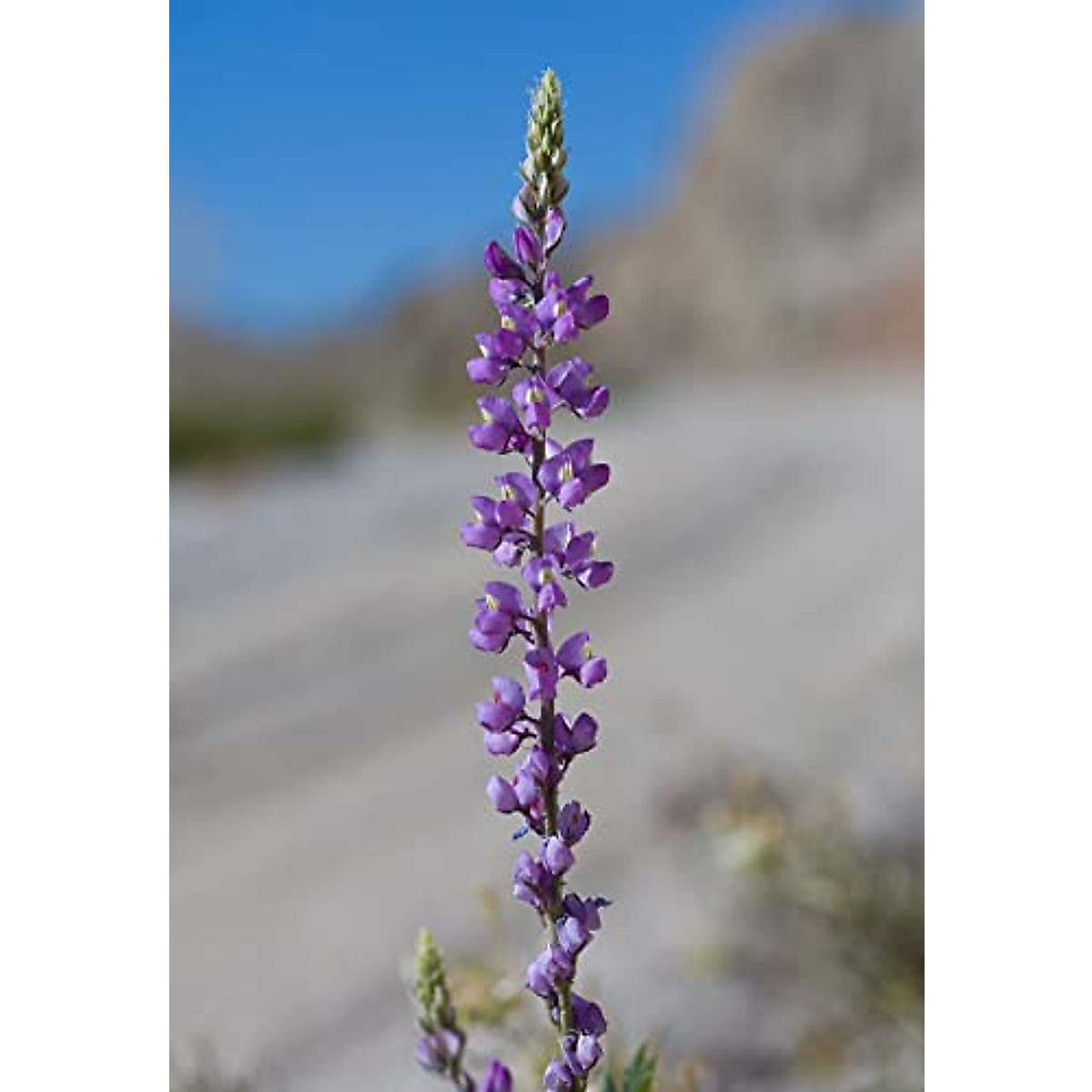 DesertUSA Desert Garden Seed Starter Kit