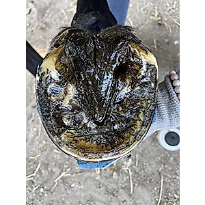 Pure Sole Hoof Oil - All Natural Hoof Conditioner for Horses with Hoof Oil Brush Applicator - Strengthens, Moisturizes and Treats Hoof Problems - 16 fl oz.