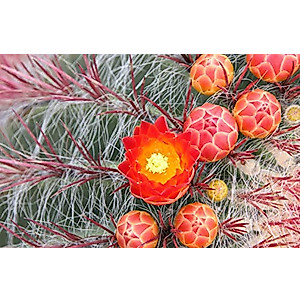 1151-Giant Red Barrel Cactus (ferocactus pilosus) Seeds by Robsrareandgiantseeds UPC0764425787808 Non-GMO,Organic,USA Grower,Bonsai,1151 Package of 5 Seeds