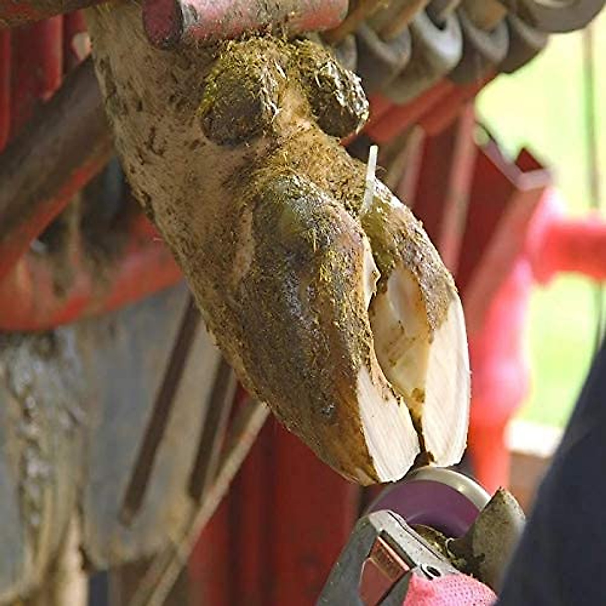 Aslion Hoof Trimming Disc for Horses Goats, Professional Electric Hoof Repair Tool High Working Efficiency and Durable - 6 Tooth Design