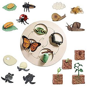 21 PCS Life Cycle Figurines of Butterfly Ladybug Snail Turtle Plant with Wooden Board, Realistic Animal Growth Cycle Figures, Education Learning Growth Stage Model Biology Science Kit Toy for Kids