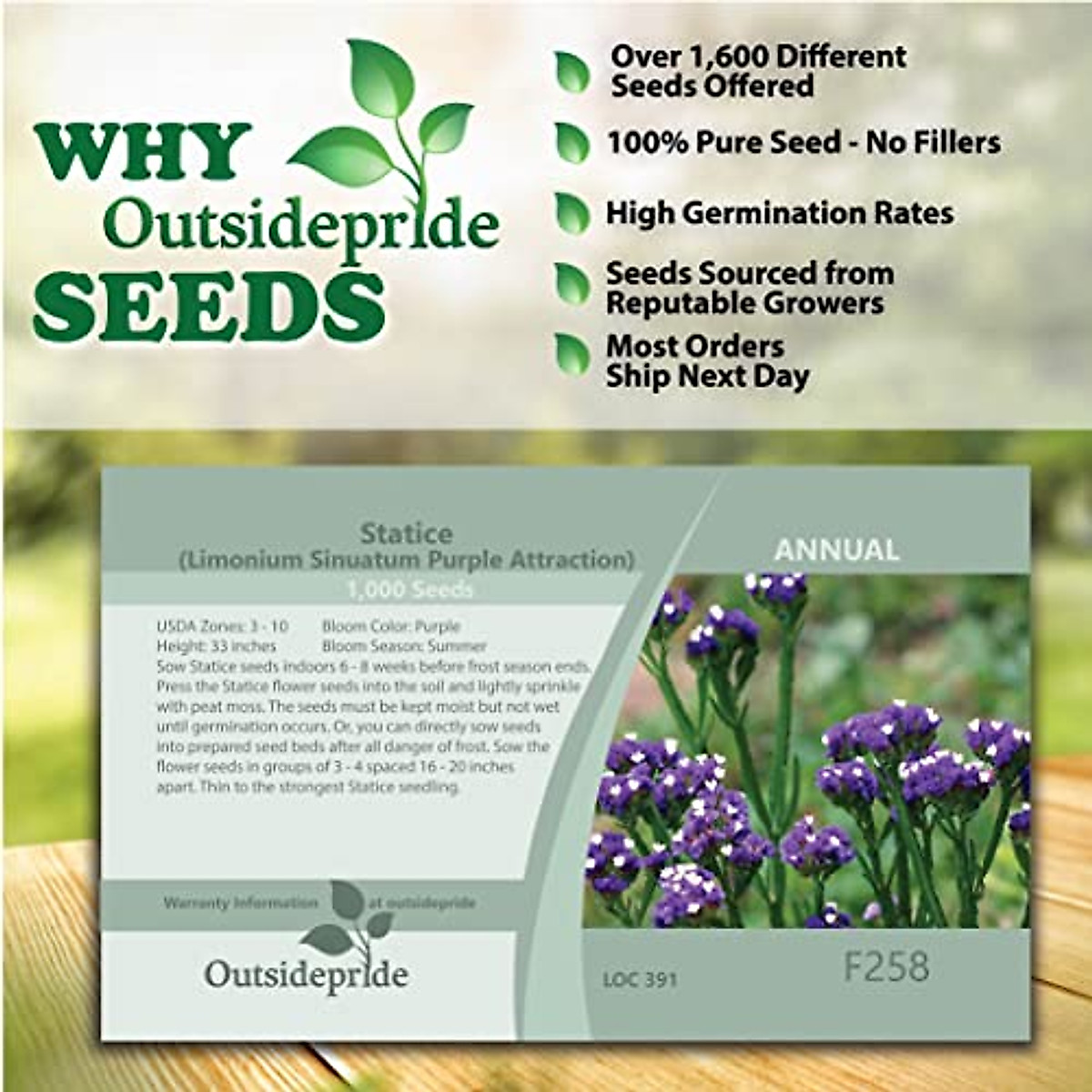 Outsidepride Limonium Statice Purple Everlasting Garden Cut Flowers for Dried Arrangements & Bouquets - 1000 Seeds