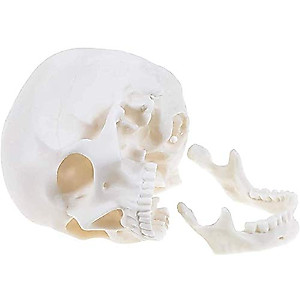 1:1 Human Skull Realistic Life Size Replica Medical Anatomy Model Home Halloween Skull Decorations Art Supplies