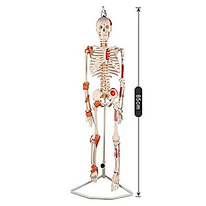 Ultrassist Human Skeleton Model, 33.5" Half Life Size Skeleton Replica with Spinal Nerves, Muscle Insertion and Origin Points, Includes Joint Ligaments for Human Anatomy Study, Hanging Style