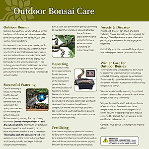 Brussel's Live Chinese Elm Outdoor Bonsai Tree - 14 Years Old; 16" to 20" Tall with Decorative Container, Humidity Tray & Deco Rock