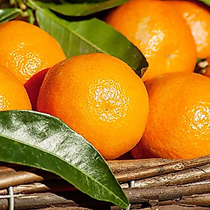 Mandarin Orange Seeds Cold Hardy Mandarin, Citrus Unshiu, Satsuma Orange Evergreen Sweet Organic GMO Free Home Garden Outdoor 25Pcs Fruit Seeds YEGAOL Garden