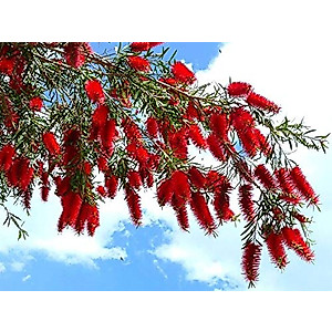 1138-Crimson Bottle Brush (Callistemon citrinus) Seeds by Robsrareandgiantseeds UPC0764425787570 Non-GMO,Organic,USA Grower,Herb,Bonsai,1138 Package of 25 Seeds