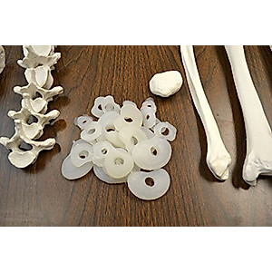 Disarticulated Human Skeleton Model for Anatomy, Life Size 62" High - Medical Quality, 200+ Skeletal Bones - 3 Part Skull with Movable Jaw, Articulated Hand & Foot - hBARSCI