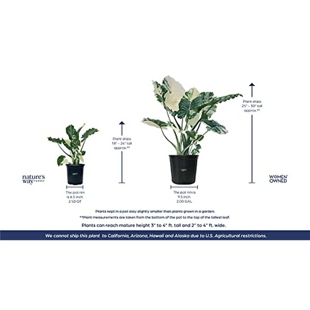 Nature's Way Farms Alocasia 'Dawn' Variegated (25-30" Tall) - Rare Live Indoor Plant, Unique Foliage